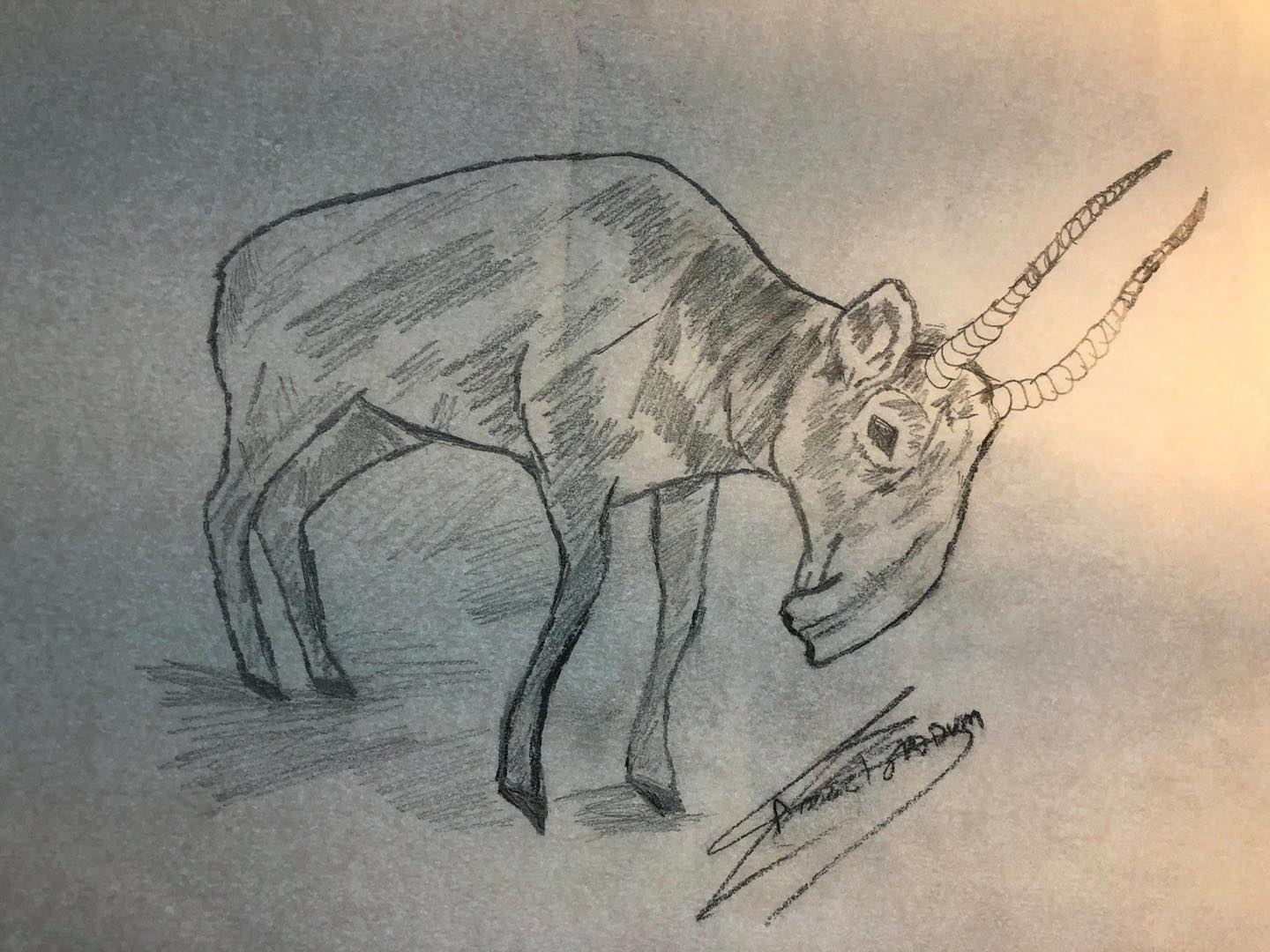 The Saga of the Saiga – DocBott